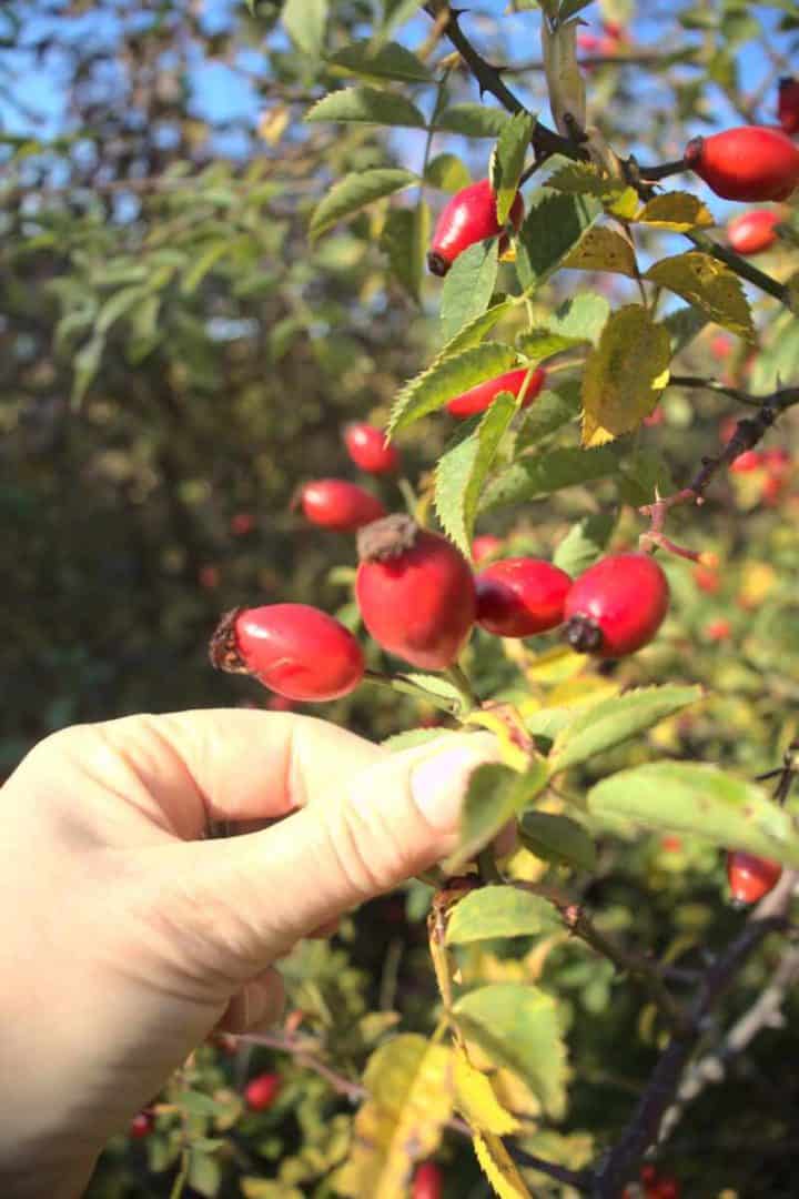 Nyponsoppa (Swedish rose hip soup recipe) - Route to Longevity