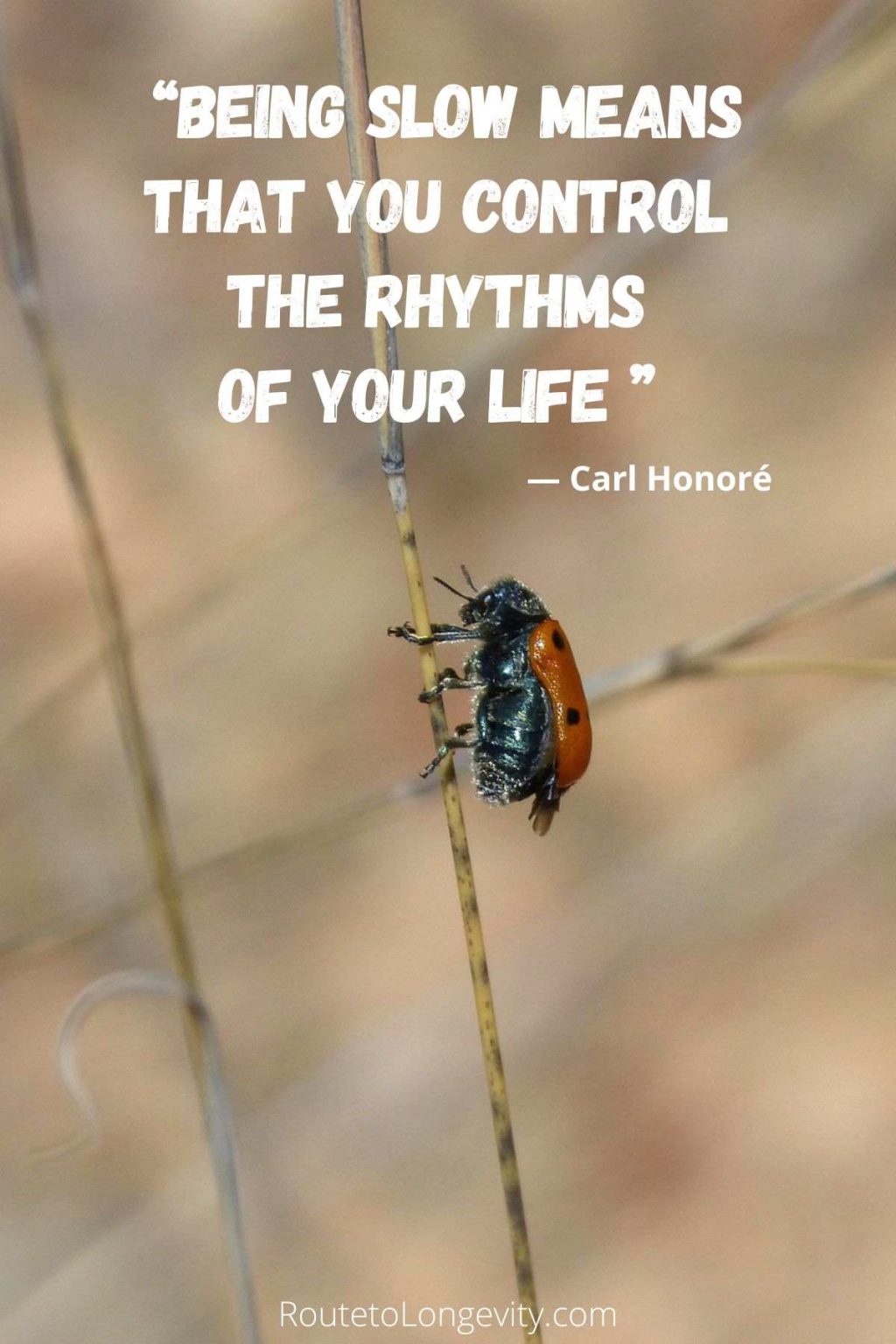 50+ Best Slow Living Quotes to Enjoy the Moment - Route to Longevity