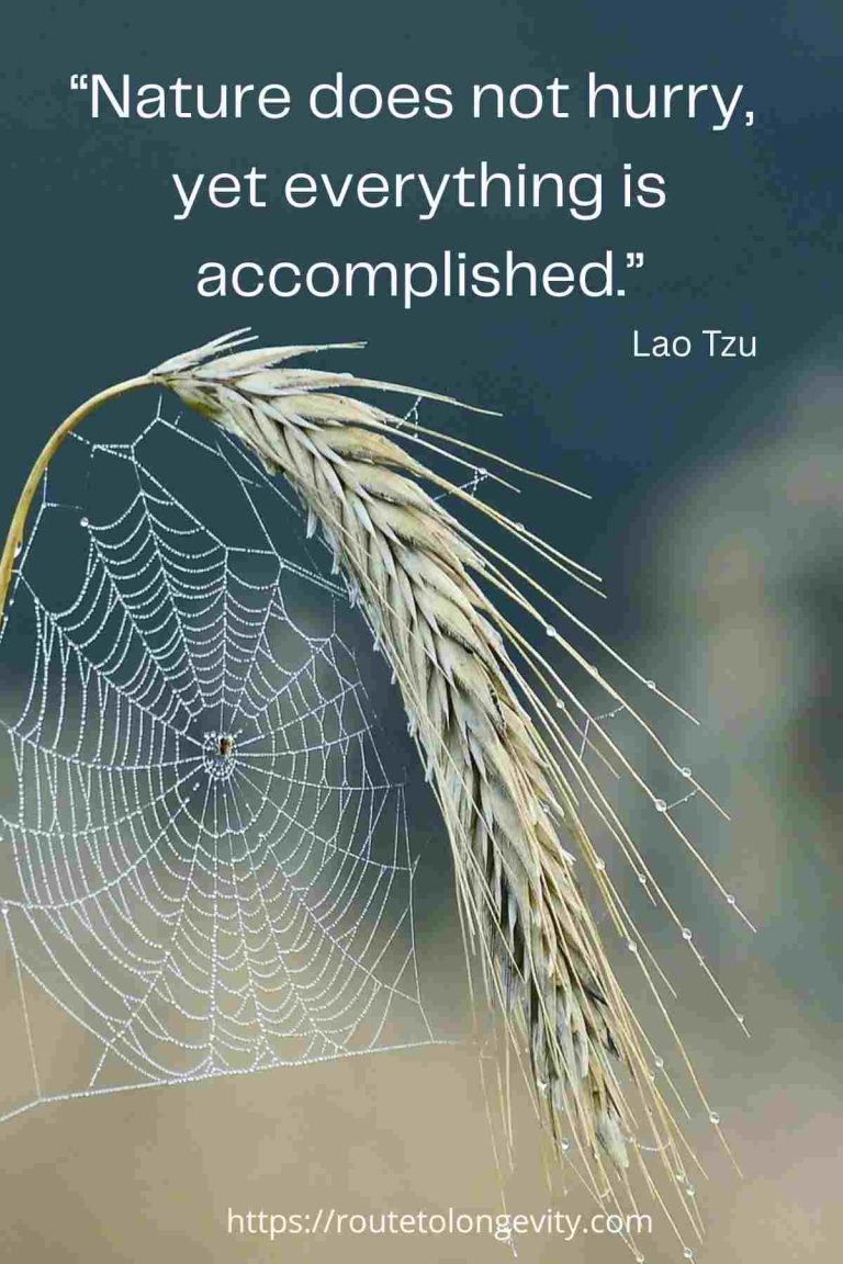 50+ Best Slow Living Quotes to Enjoy the Moment - Route to Longevity